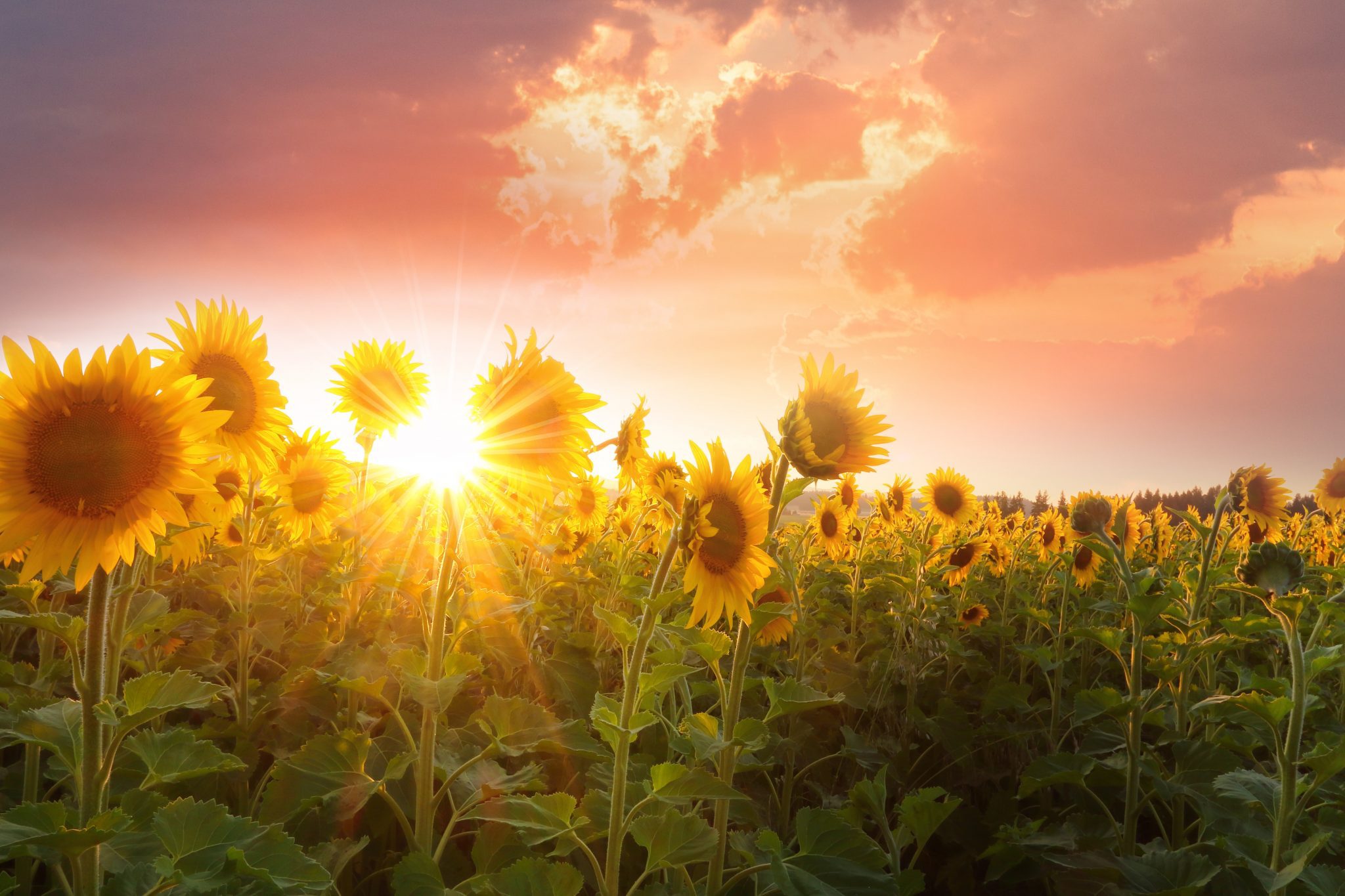 What is Litha? Everything you Need to Know About the Summer Solstice ...